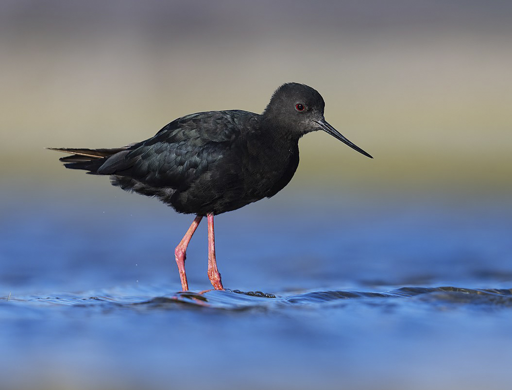 Critically Endangered waders released in New Zealand - BirdGuides