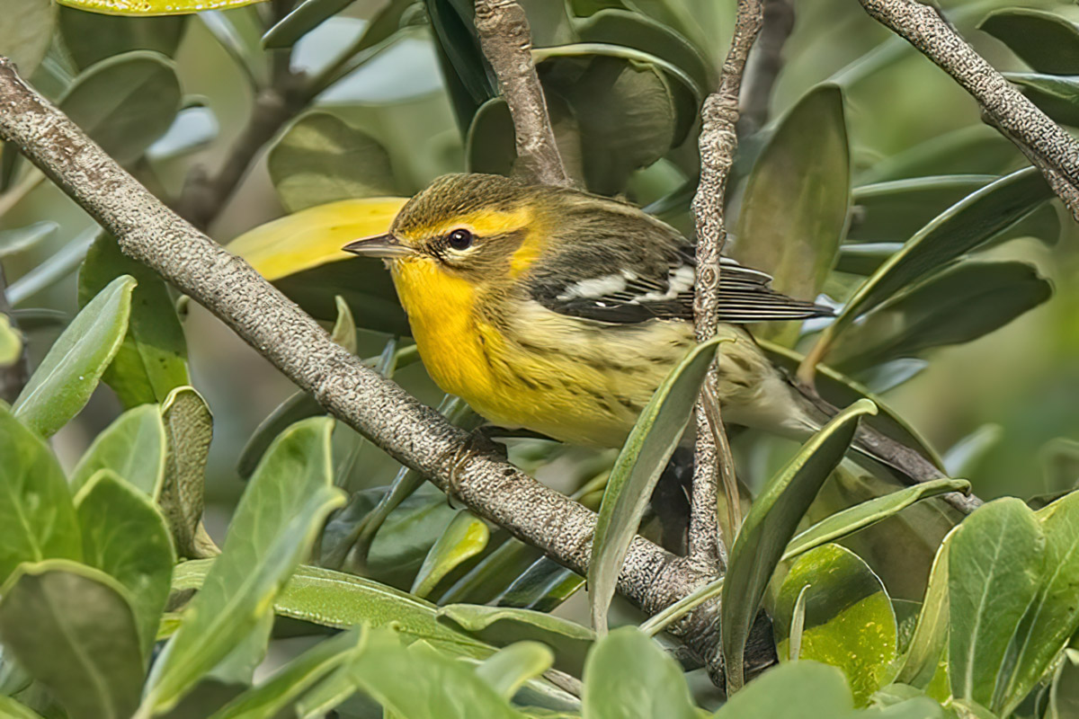 Blackburnian Warbler continues stunning run of American birds in Europe ...
