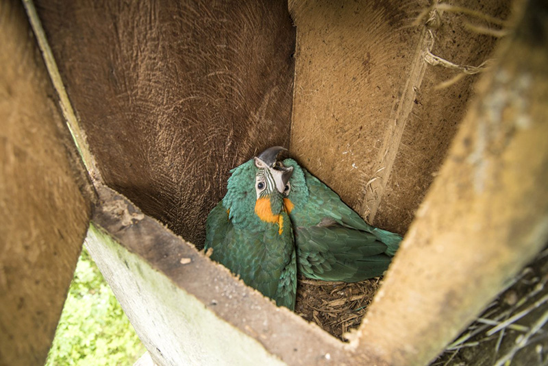 Critically endangered macaws learn to trust artificial nestboxes ...