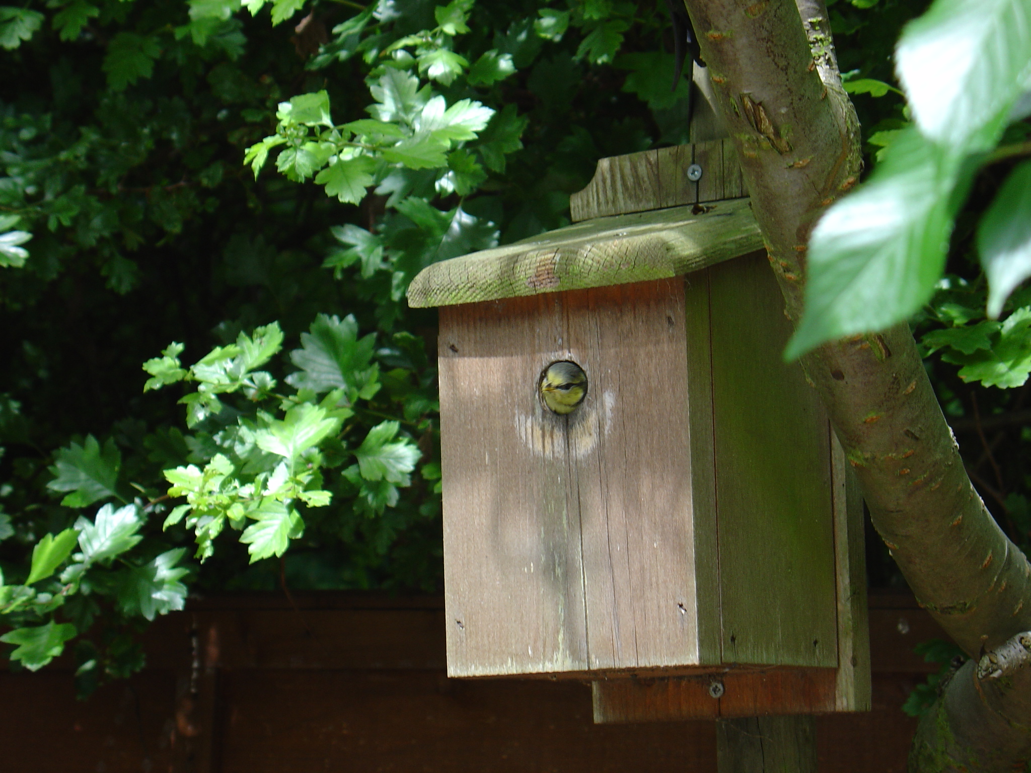 National Nest Box Week 2018 announced - BirdGuides