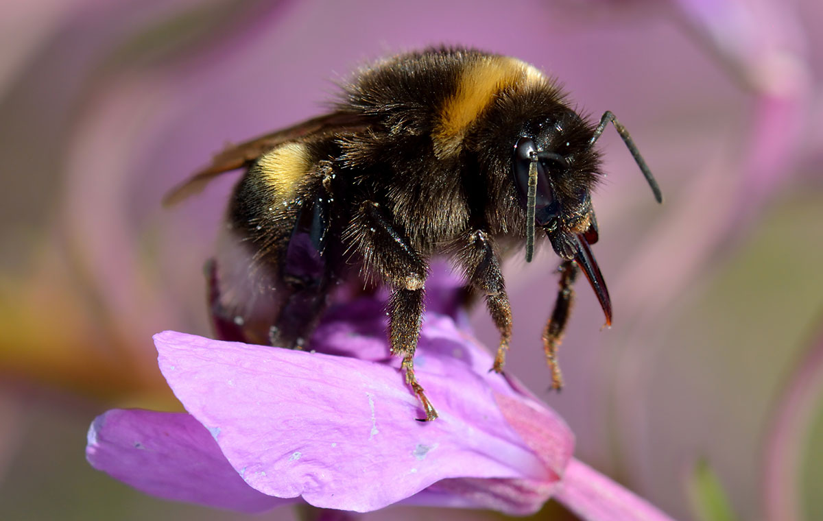 Leading wildlife charities urge action to halt UK insect declines ...