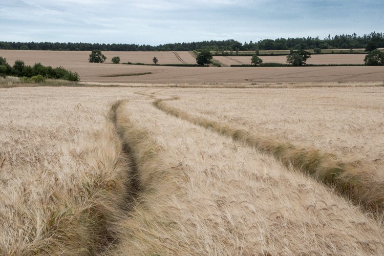Major rewilding project revealed for Lincolnshire farm - BirdGuides