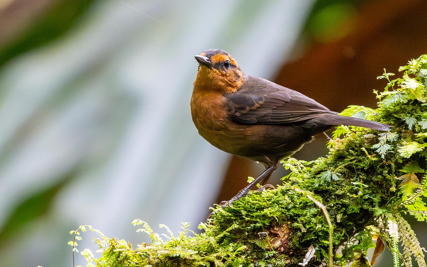 Expedition documents little-known birds in Solomon Islands - BirdGuides