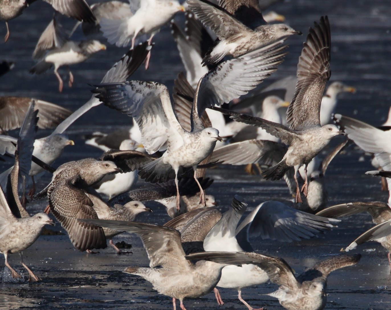 Alan Tilmouth: gulls allowed - BirdGuides