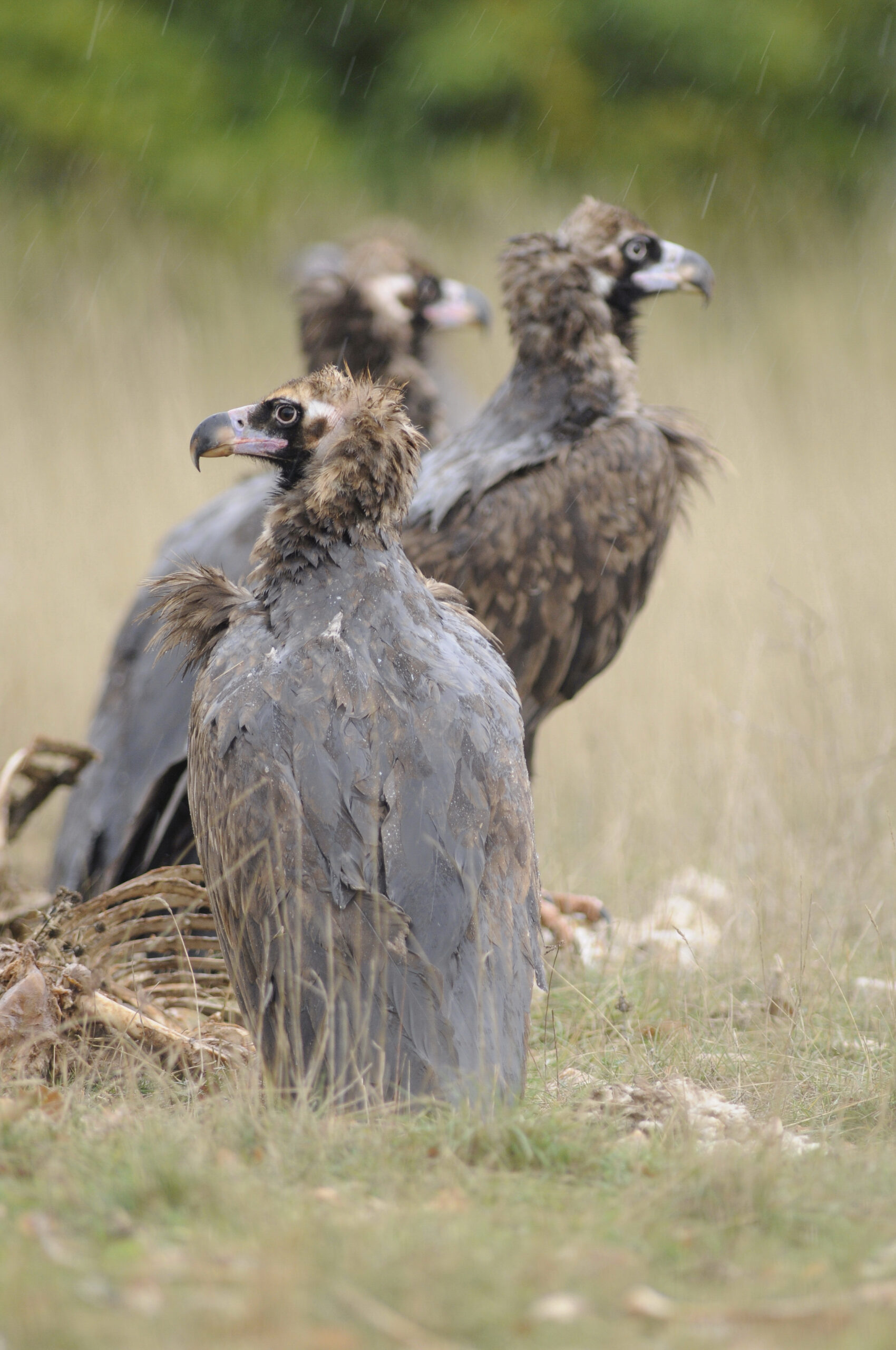 New project aims to double Portugal's Cinereous Vulture population - BirdGuides