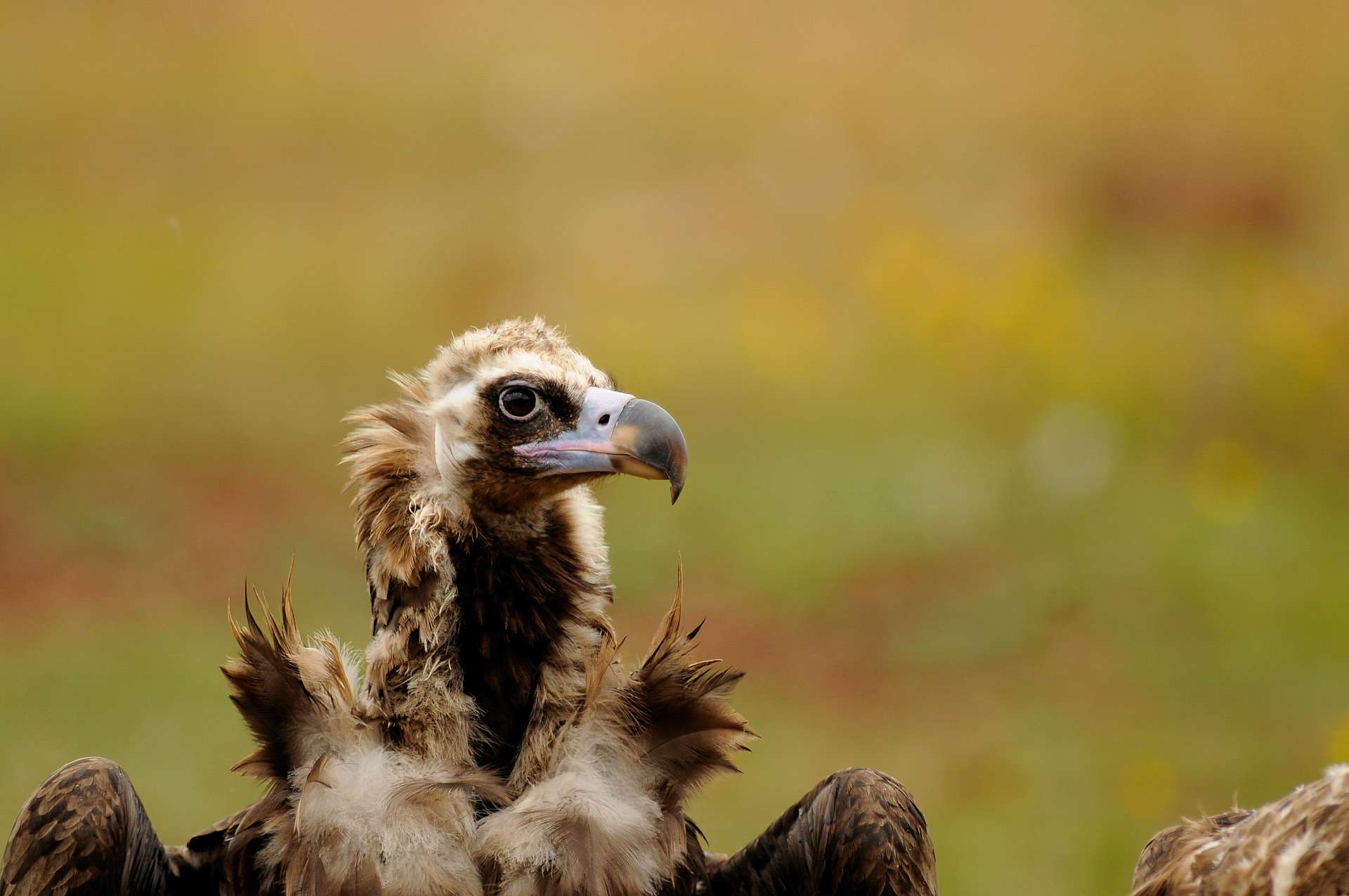 Largest-ever Cinereous Vulture translocation takes place - BirdGuides