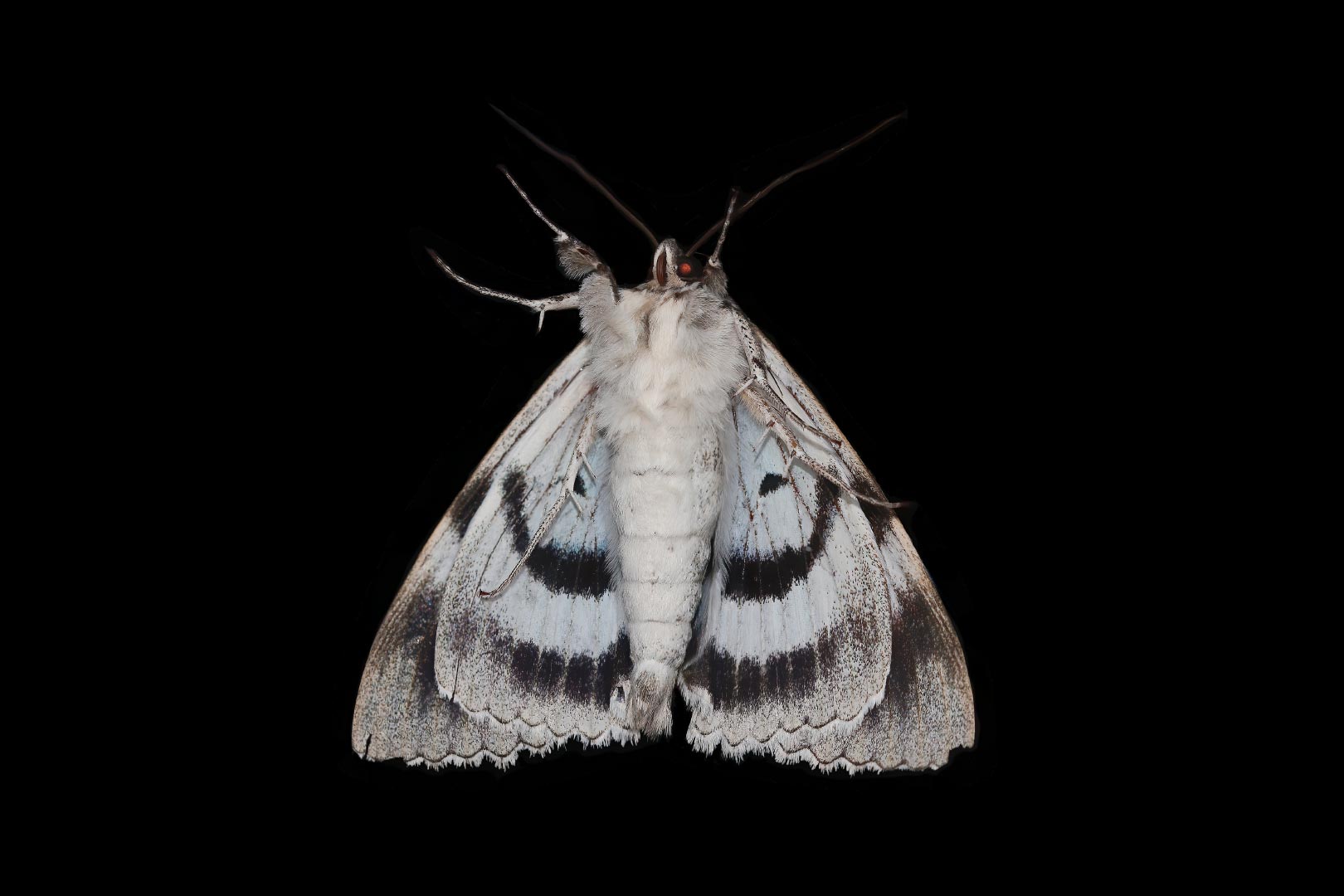 Spectacular moth recolonises Britain - BirdGuides