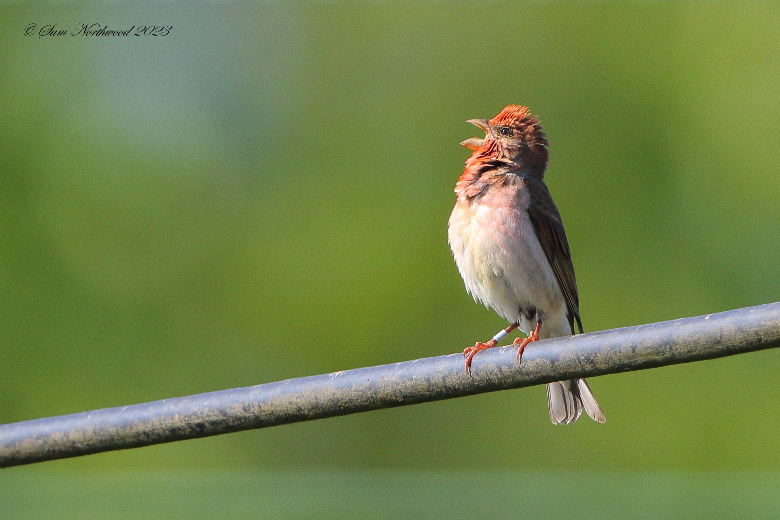 Shetland-ringed Common Rosefinch found in Cumbria - BirdGuides