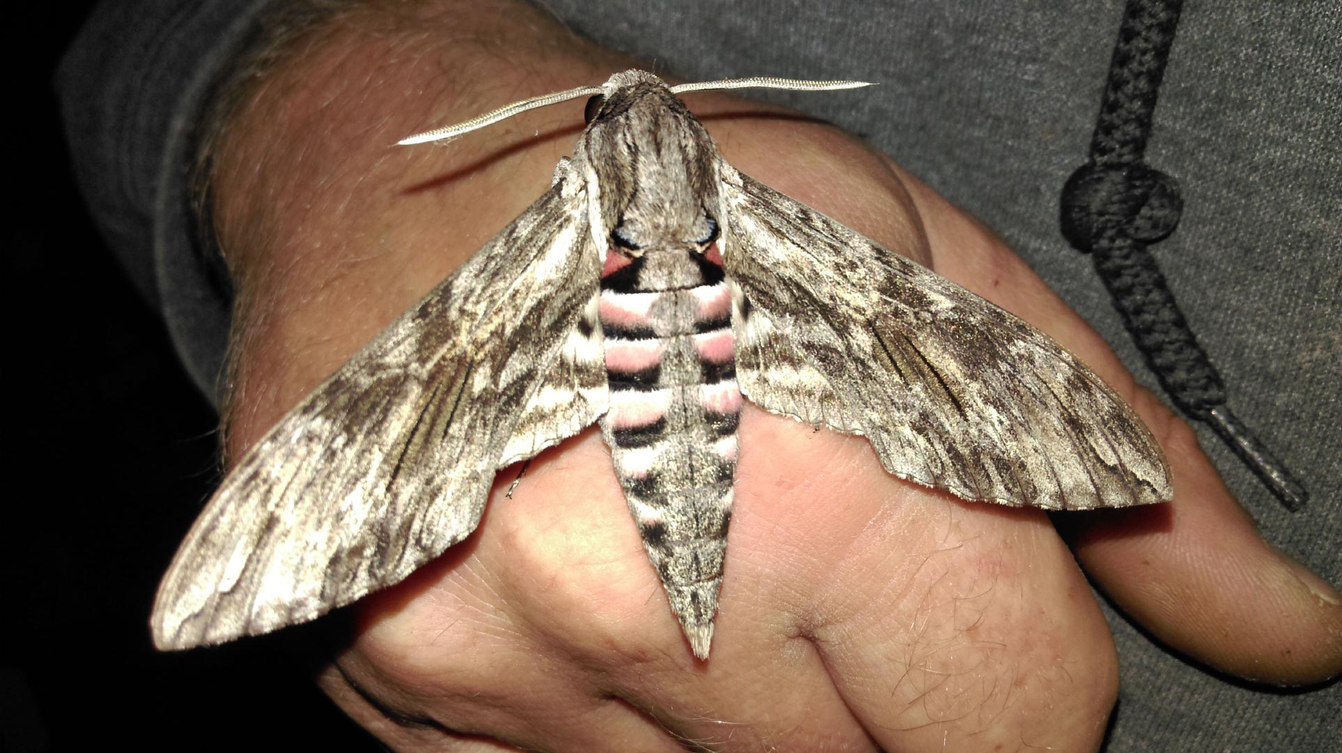 Spectacular moth recolonises Britain - BirdGuides