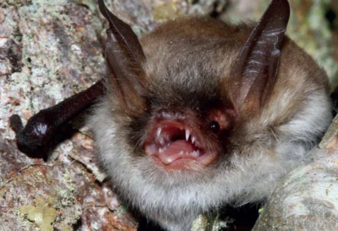 New bat species described in Corsica - BirdGuides