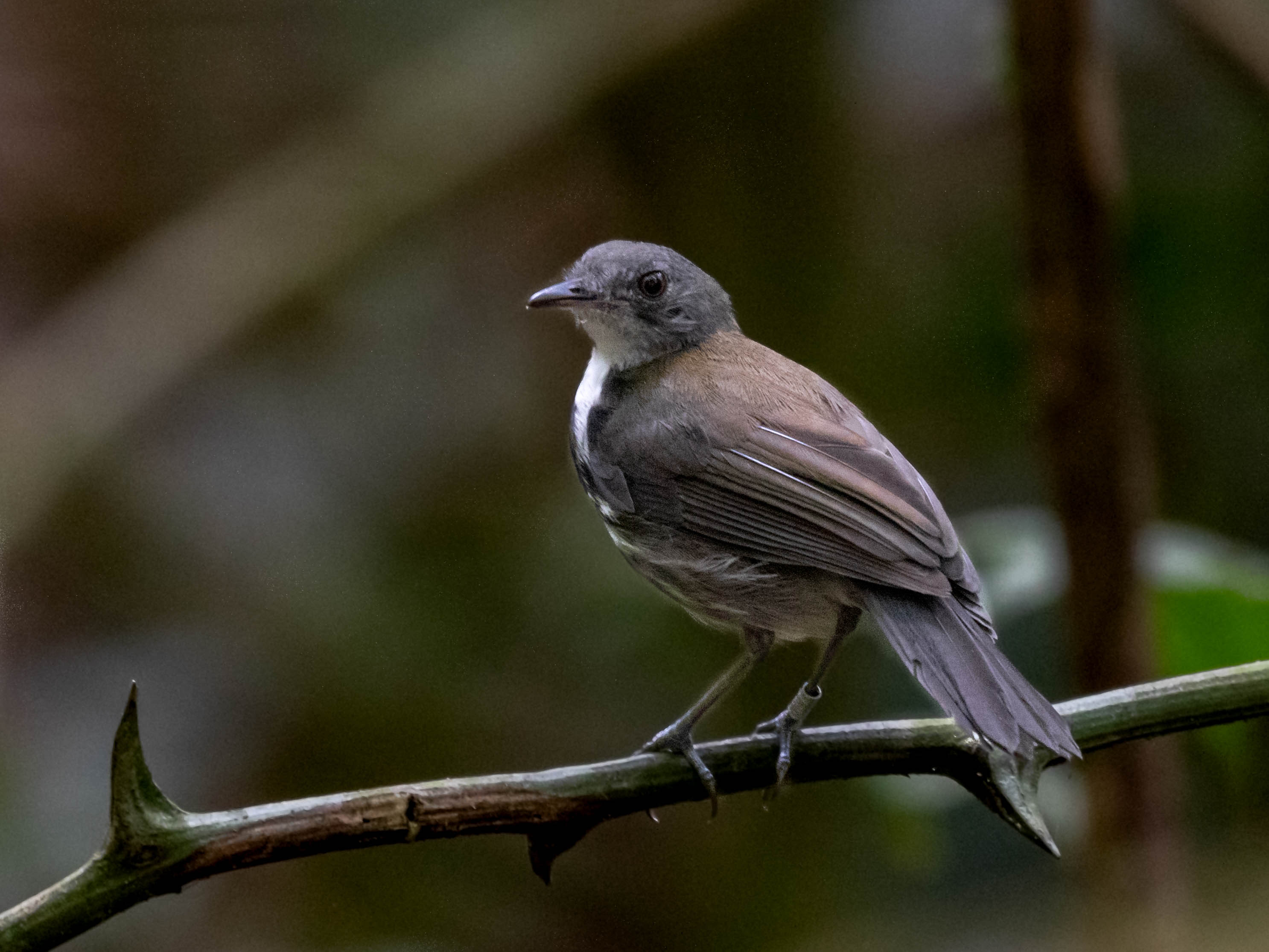 Amazon birds are shrinking as climate warms - BirdGuides