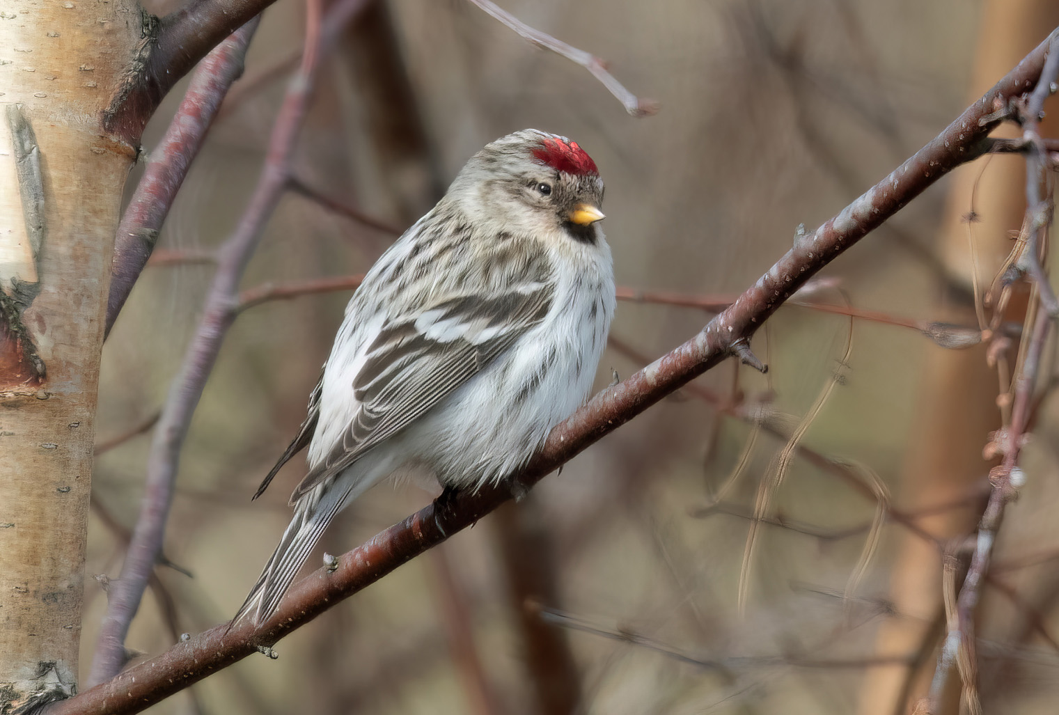 Redpolls to become one species - BirdGuides