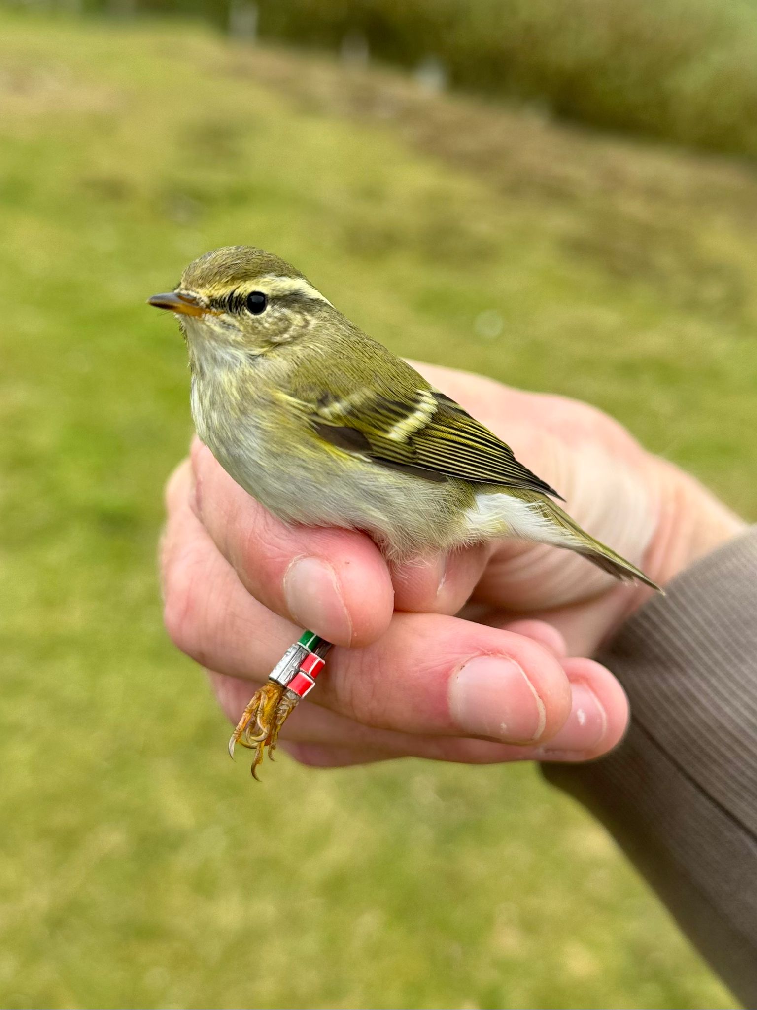 Yellow-browed Warbler ringing project launches - BirdGuides