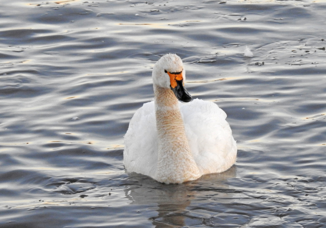 Oldest living British Bewick’s Swan returns - BirdGuides
