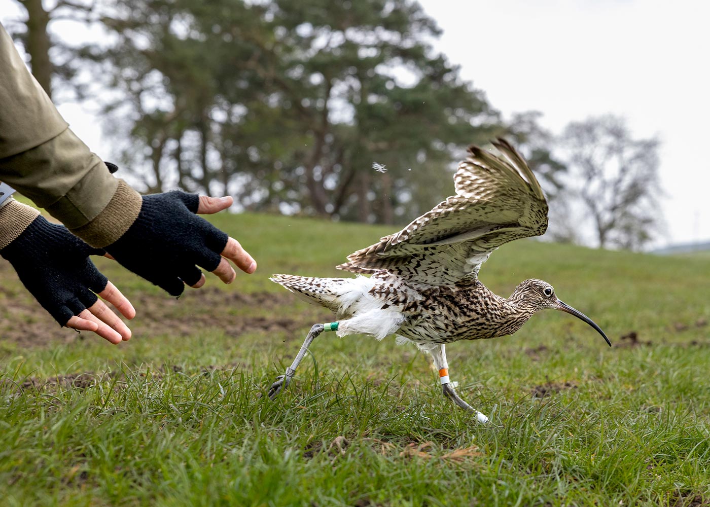 Yorkshire Dales curlew project aims to halt declines - BirdGuides