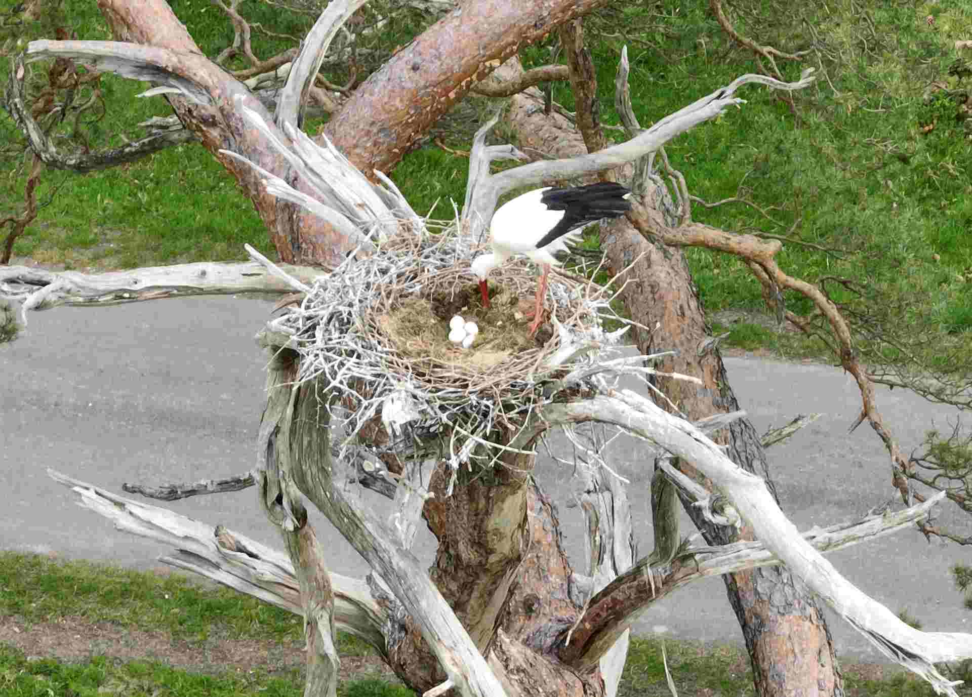 Knepp set for record White Stork breeding season - BirdGuides