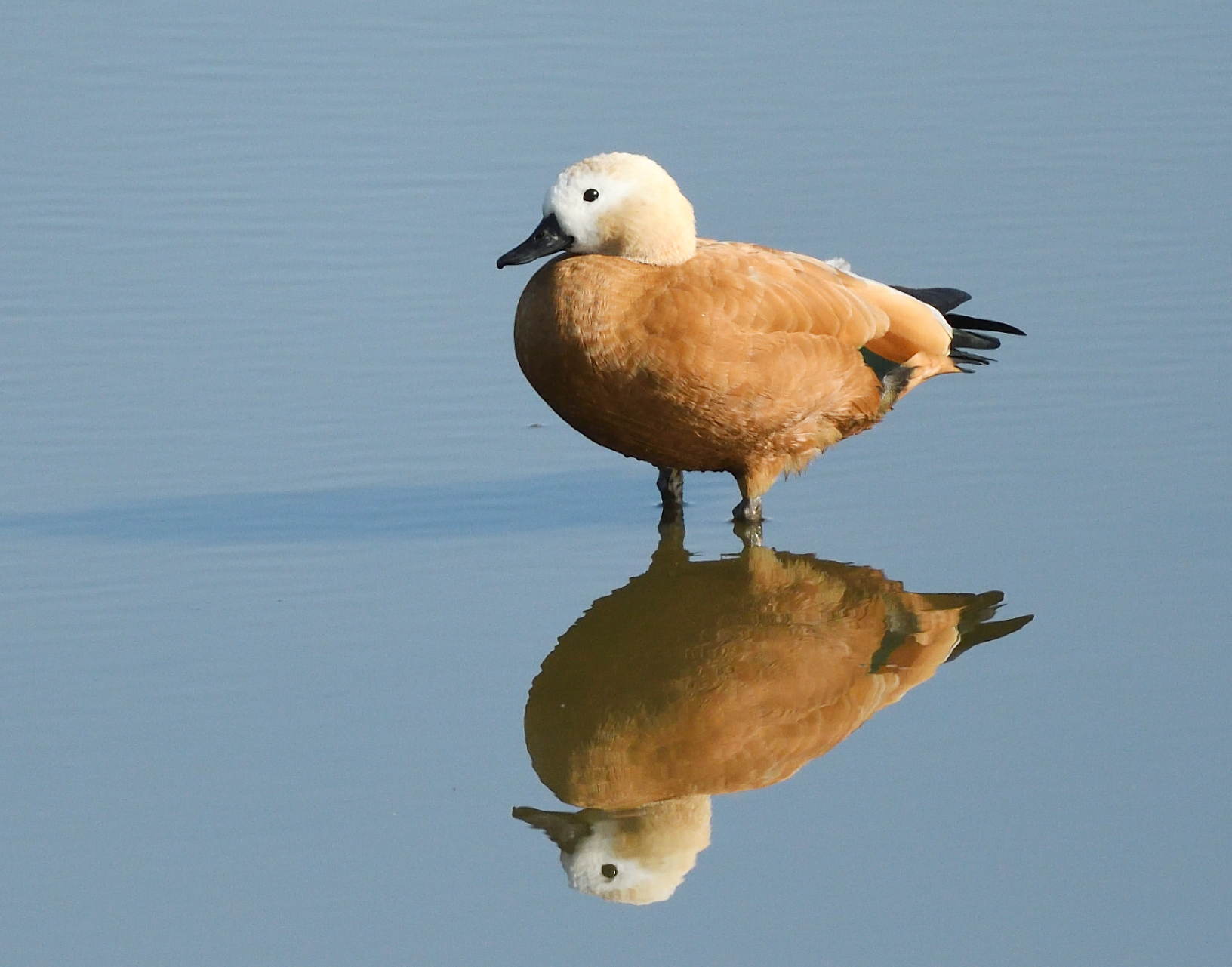Ruddy Shelduck: a request for records - BirdGuides