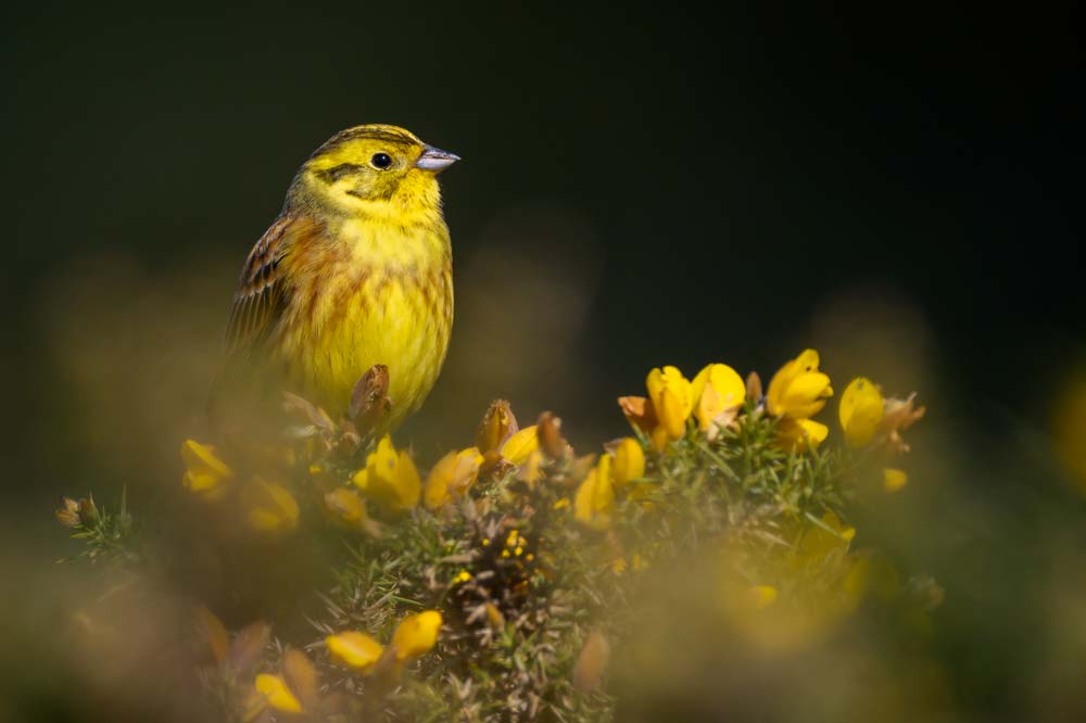New British and Irish bird atlas announced for 2027 - BirdGuides