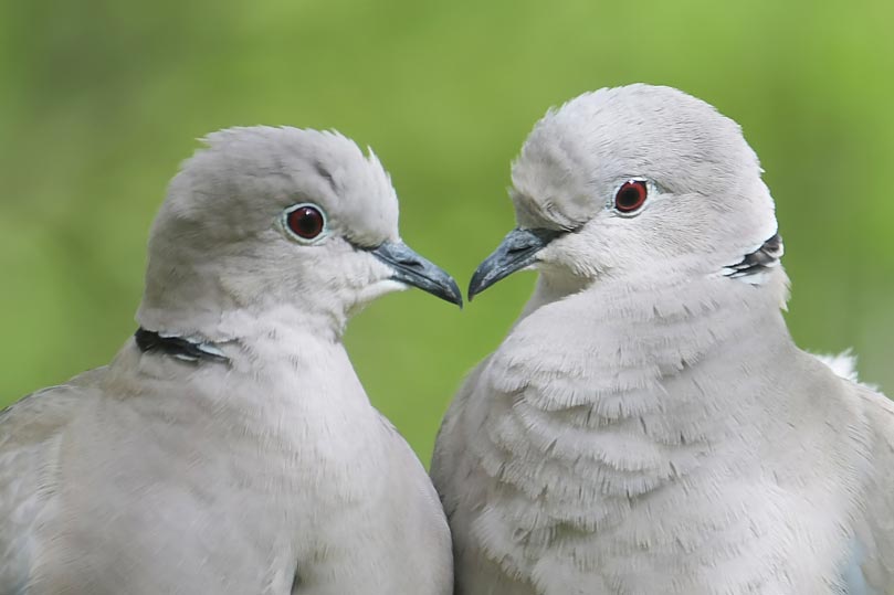 Breeding Bird Survey 2025: record coverage but alarming declines ...