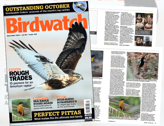 Inside the December 2025 issue of Birdwatch - BirdGuides