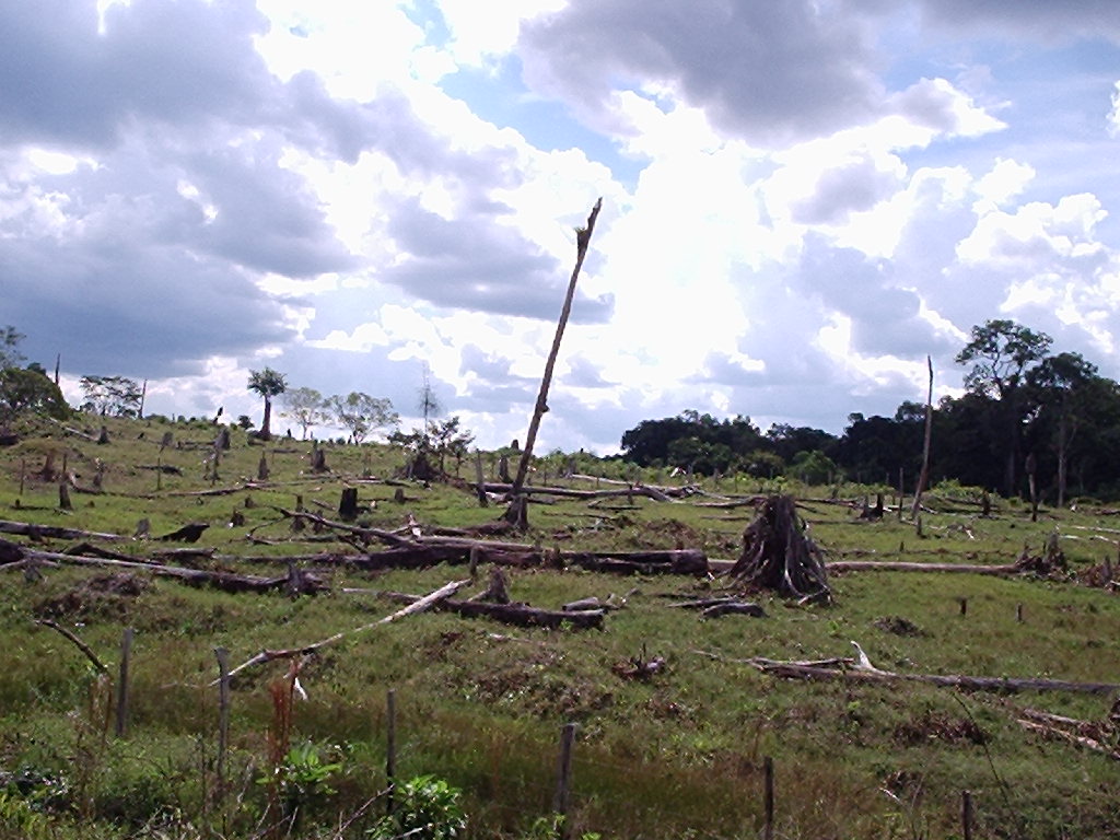 Amazon sees worst deforestation levels in 15 years - BirdGuides