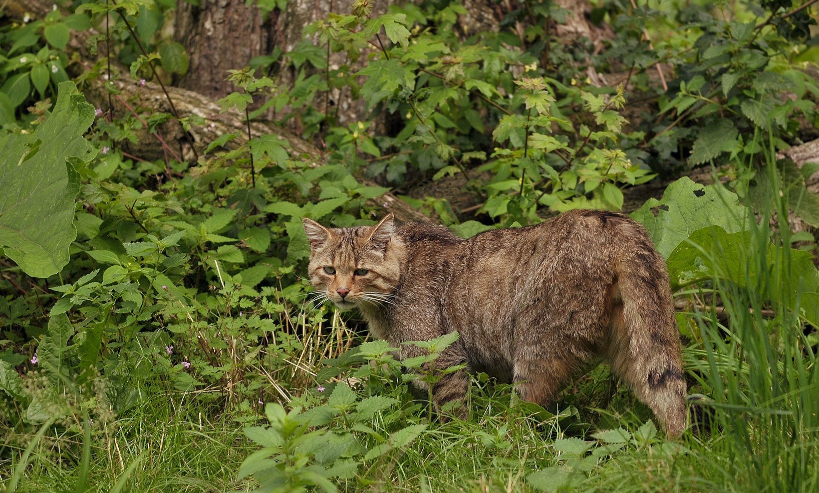 Devon Wildlife Trust seeks Wildcat officer to help reintroduce species ...