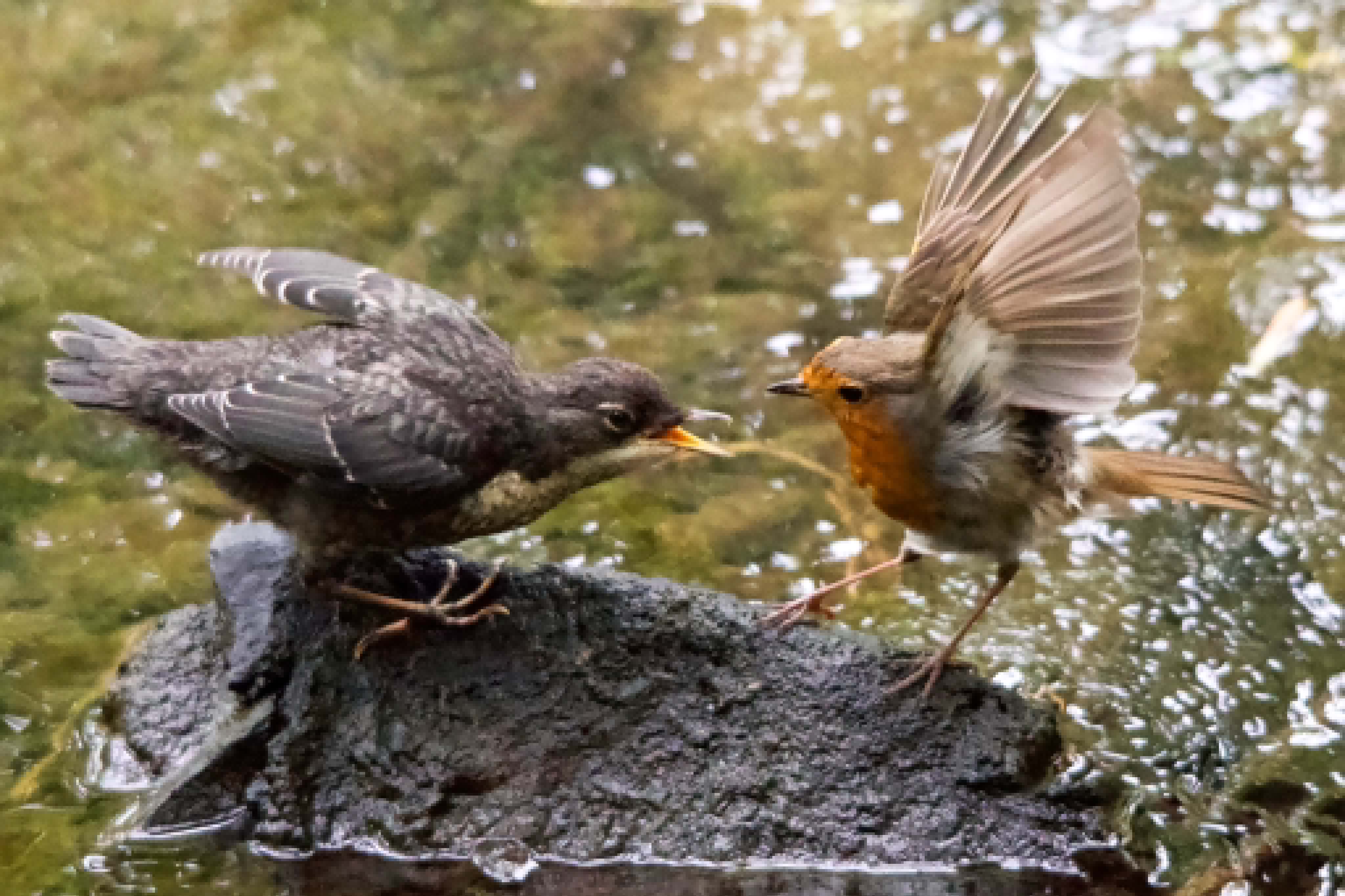 Robin seen feeding Dipper chick in Perthshire - BirdGuides