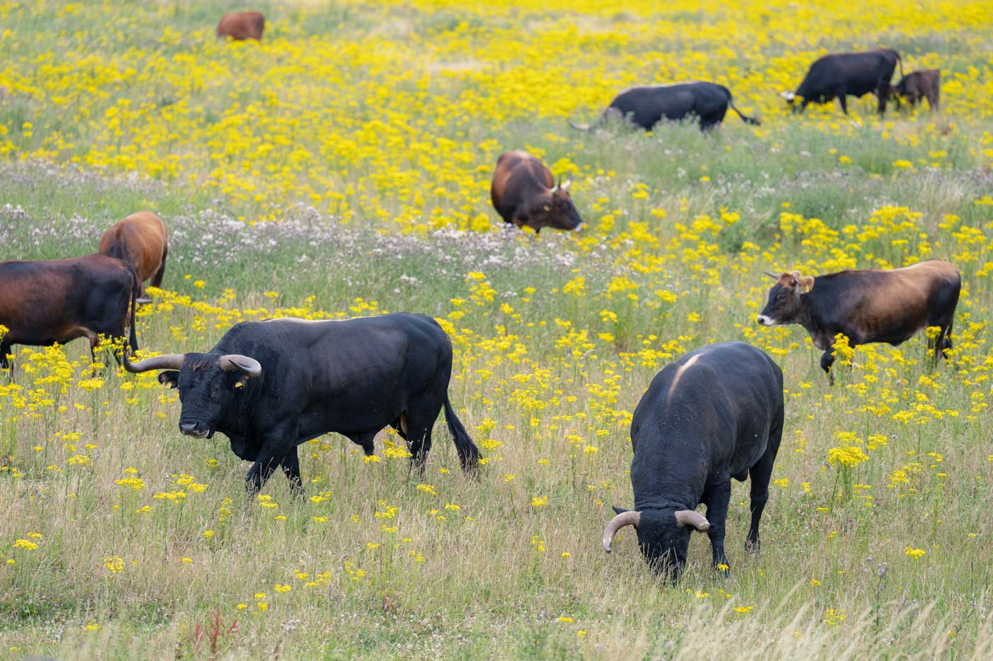 'Ancient' cattle to return to Scottish Highlands - BirdGuides