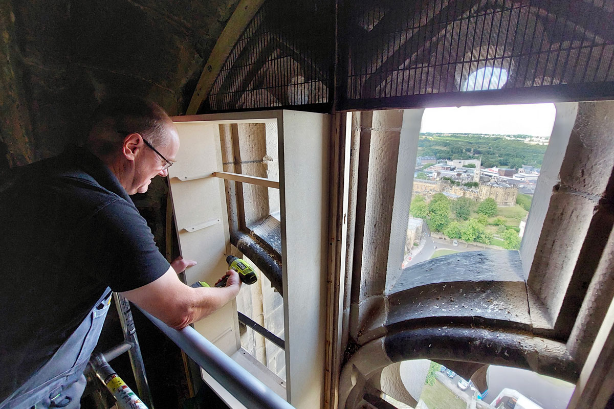Durham Cathedral redoubles efforts to attract Common Swifts - BirdGuides