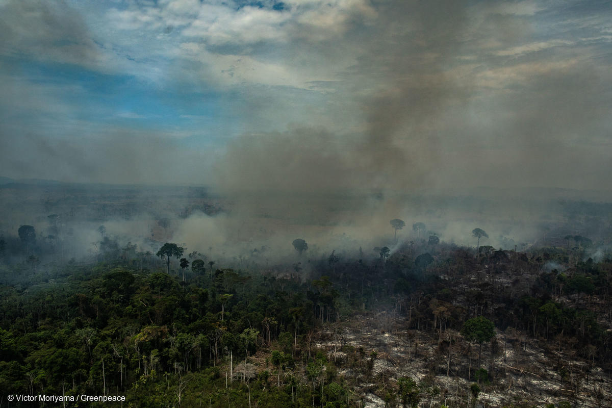 Brazilian Amazon burning at an unprecedented rate - BirdGuides