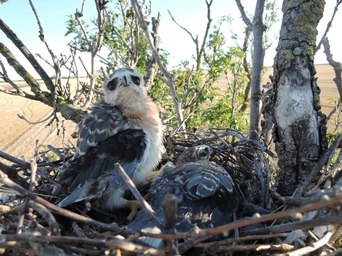 Black-winged Kite breeds in Denmark and Hungary for the first time ...