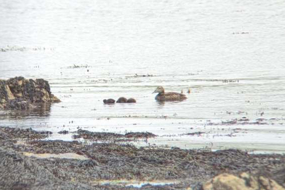 Common Eider breeds in Cornwall for first time - BirdGuides