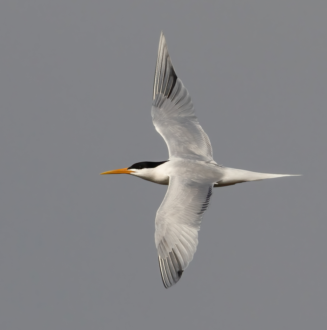 Rarity finders: Elegant Tern in Dorset - BirdGuides