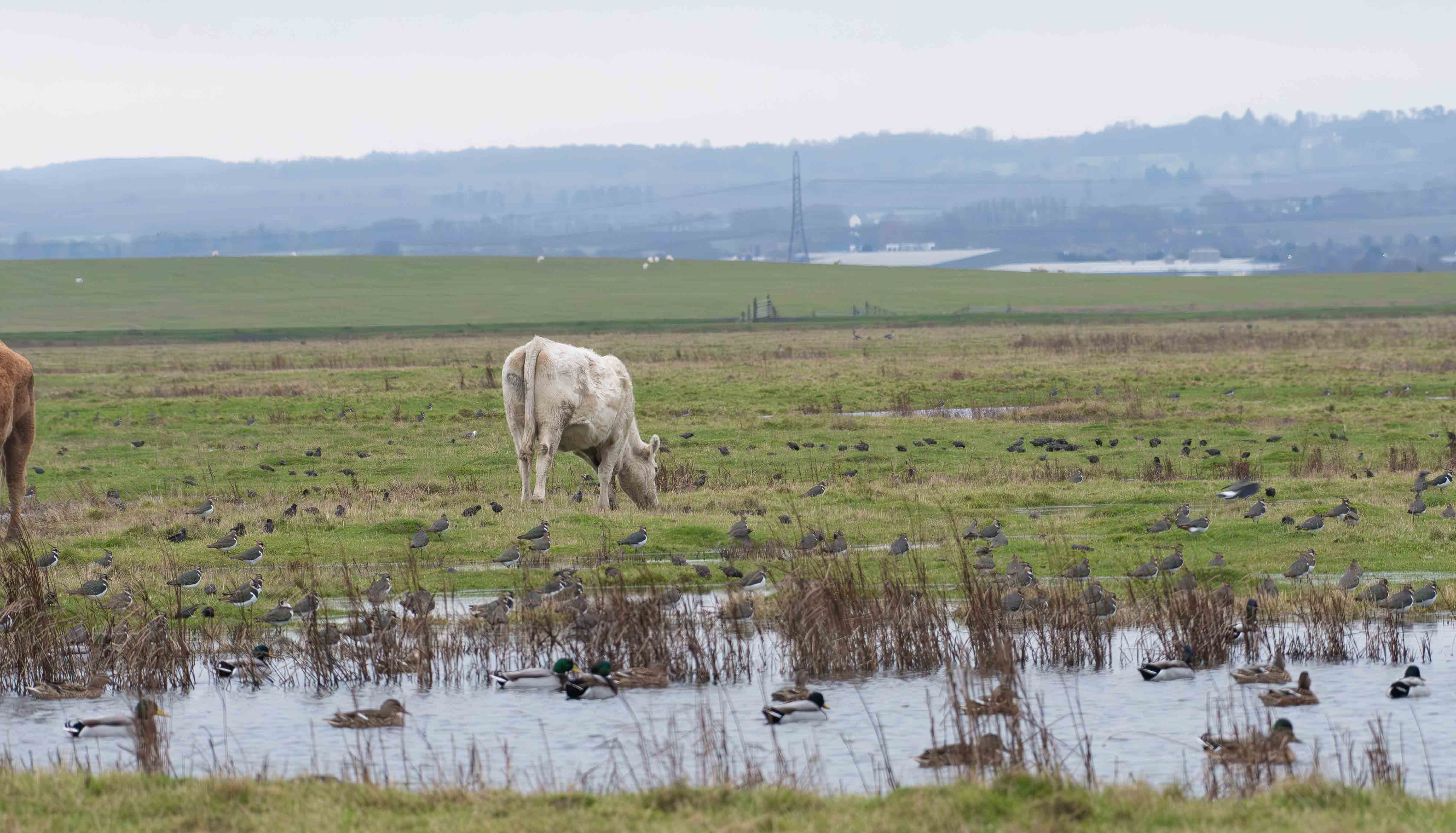 Famous Kent reserve to improve accessibility - BirdGuides