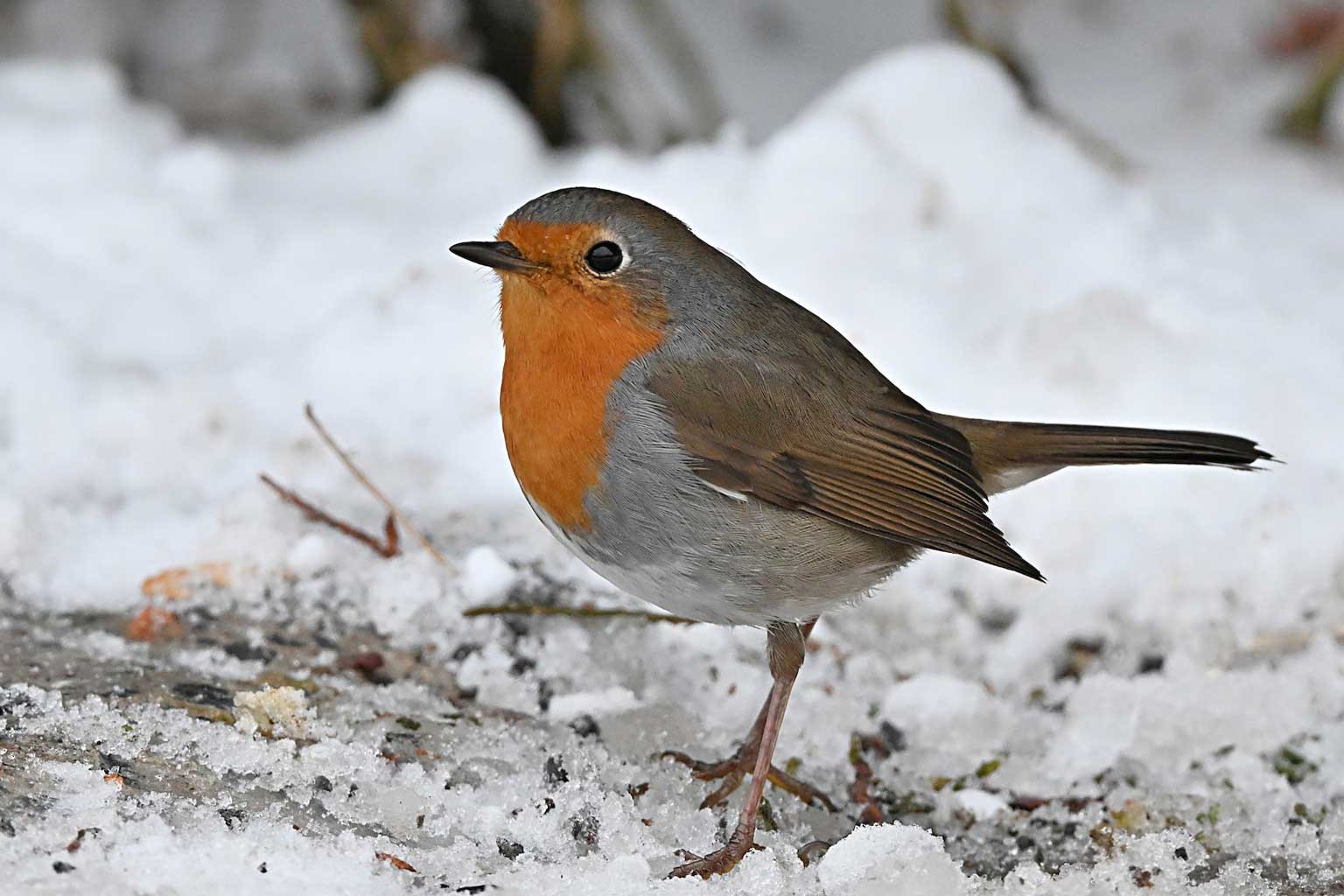 First European Robin for Canada makes headlines - BirdGuides