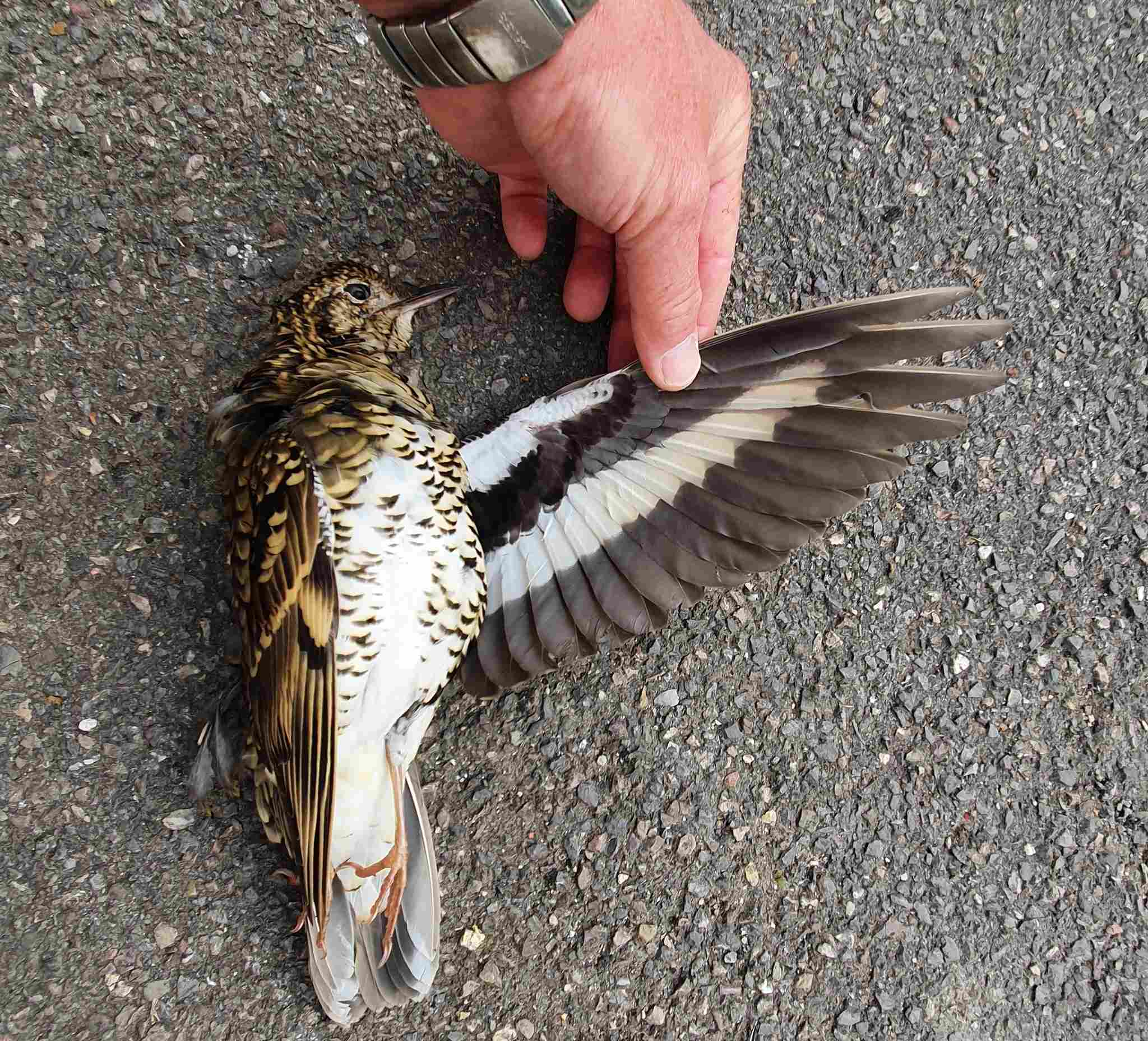 Dead White's Thrush found in Dorset - BirdGuides