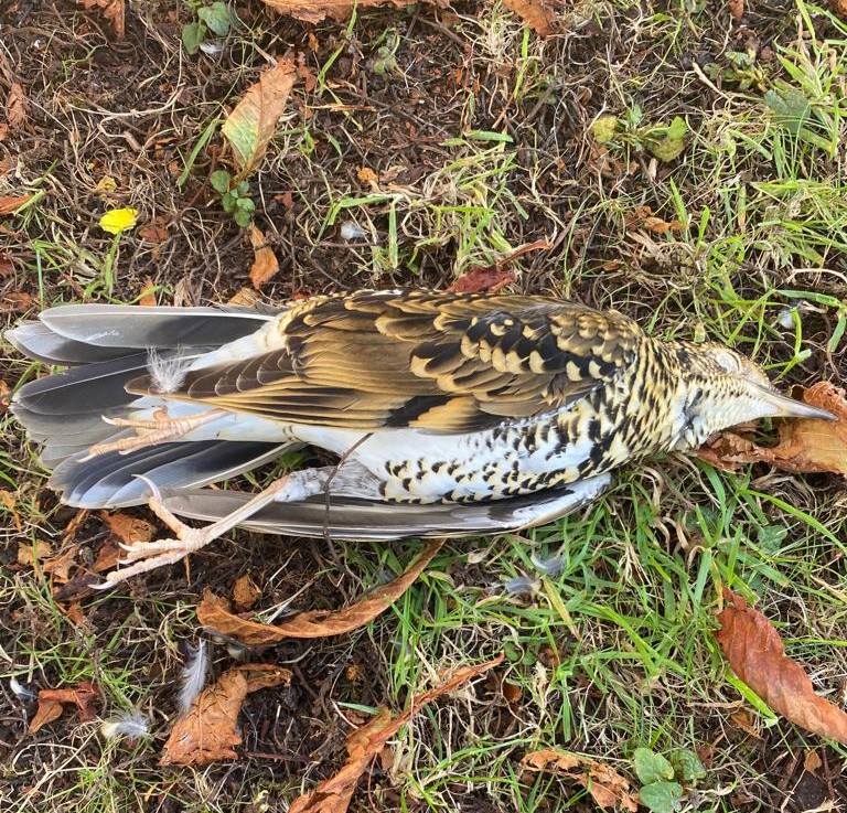 Dead White's Thrush found in Dorset - BirdGuides