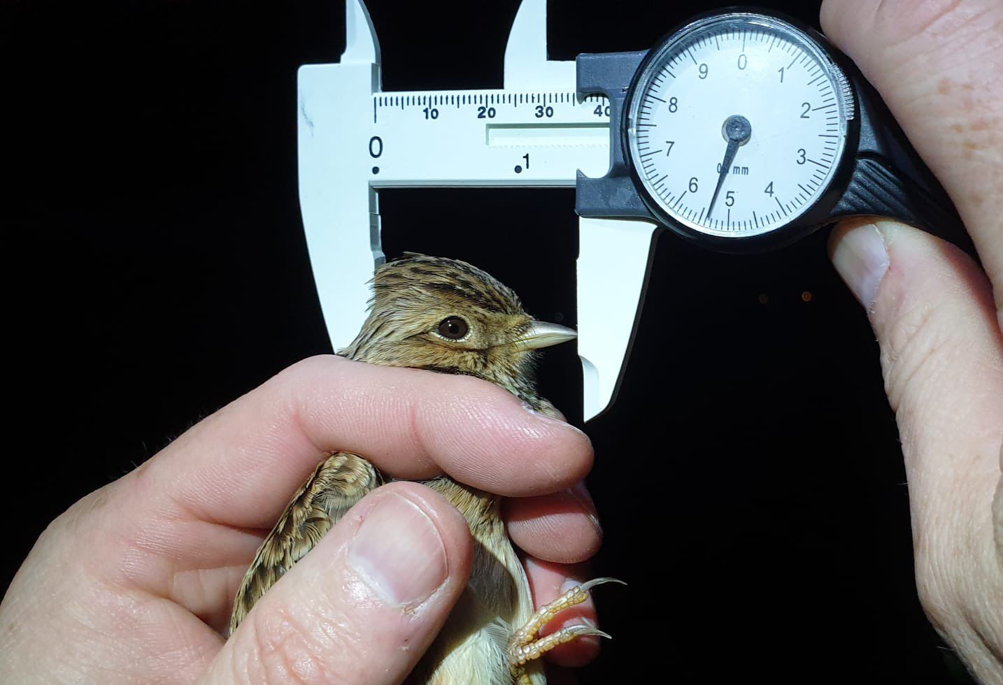 West Midlands bird study group receives BTO award - BirdGuides