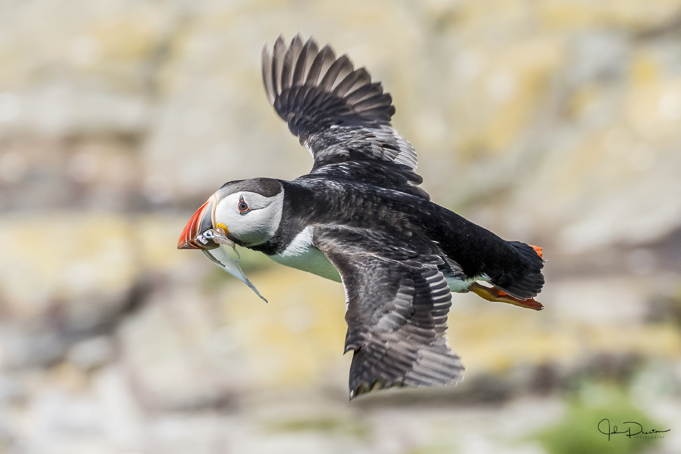First steps taken to tackle Puffin decline - BirdGuides