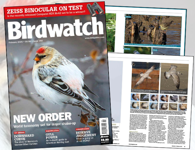Inside the February 2025 issue of Birdwatch - BirdGuides