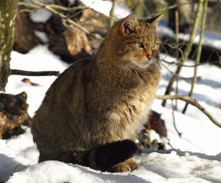 European Wildcat recovery uneven across continent - BirdGuides