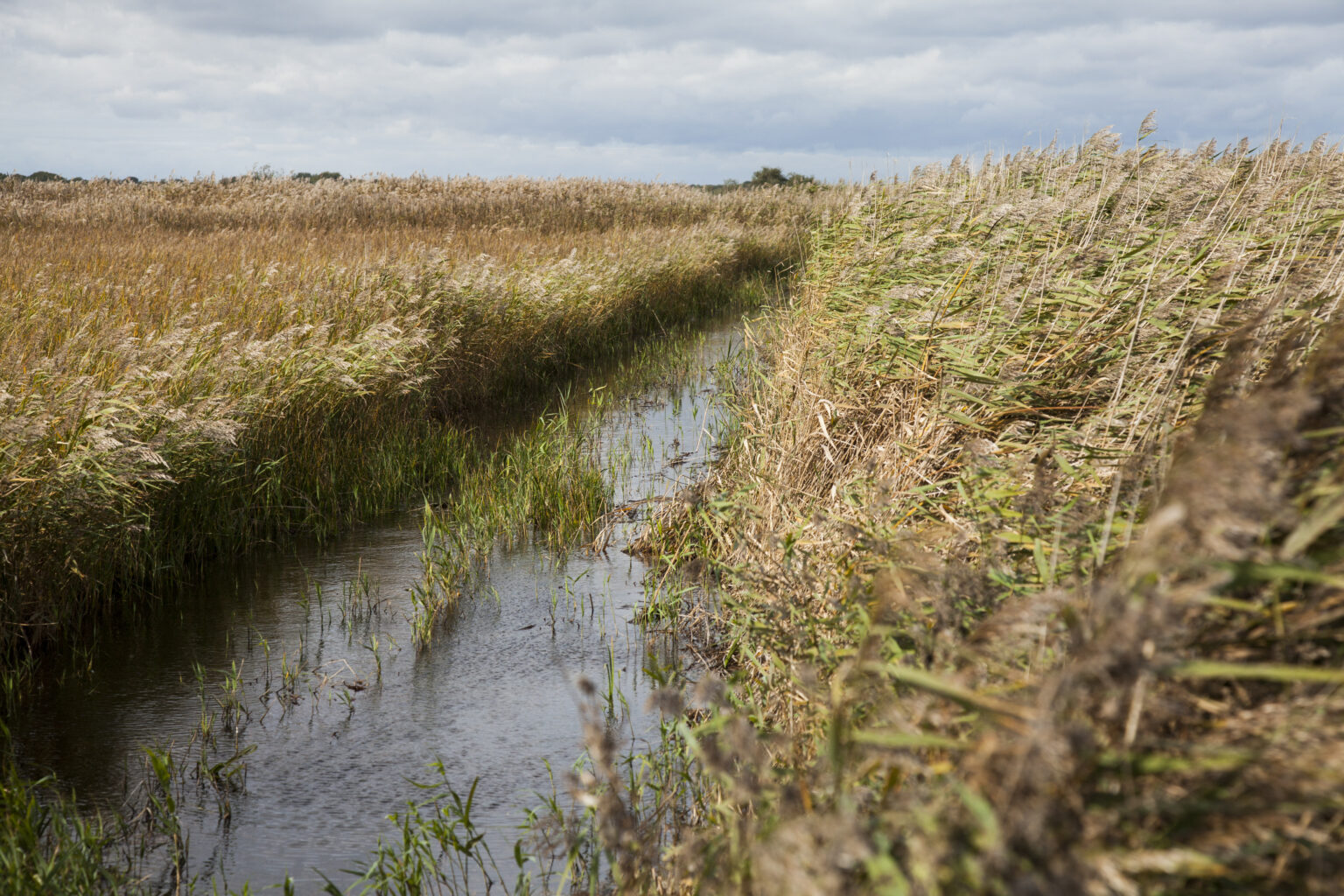 Great Fen selected for biodiversity-boosting 'wet farming' trial ...
