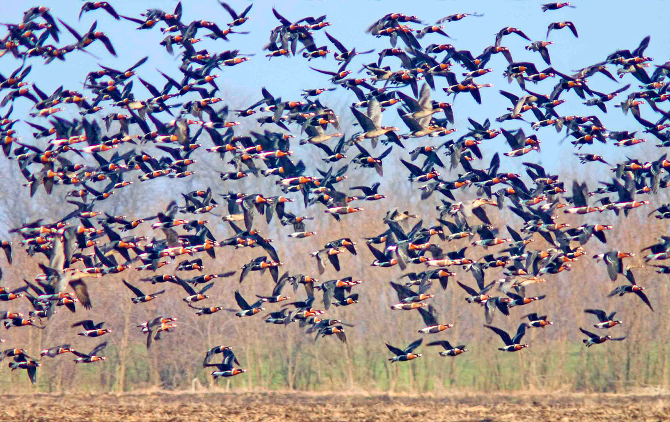 Red-breasted Goose project up for international award - BirdGuides