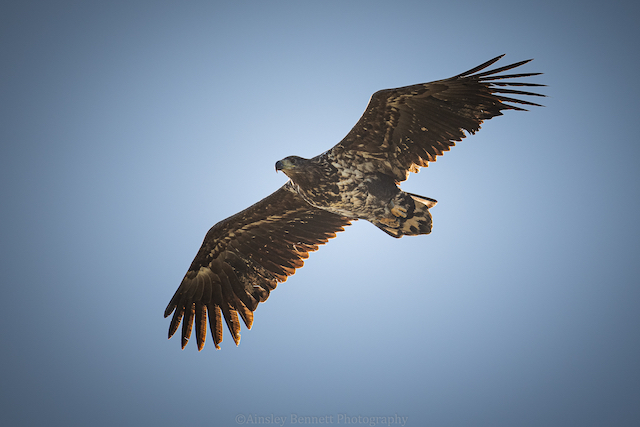 Isle of Wight eagles make first exploratory flights - BirdGuides