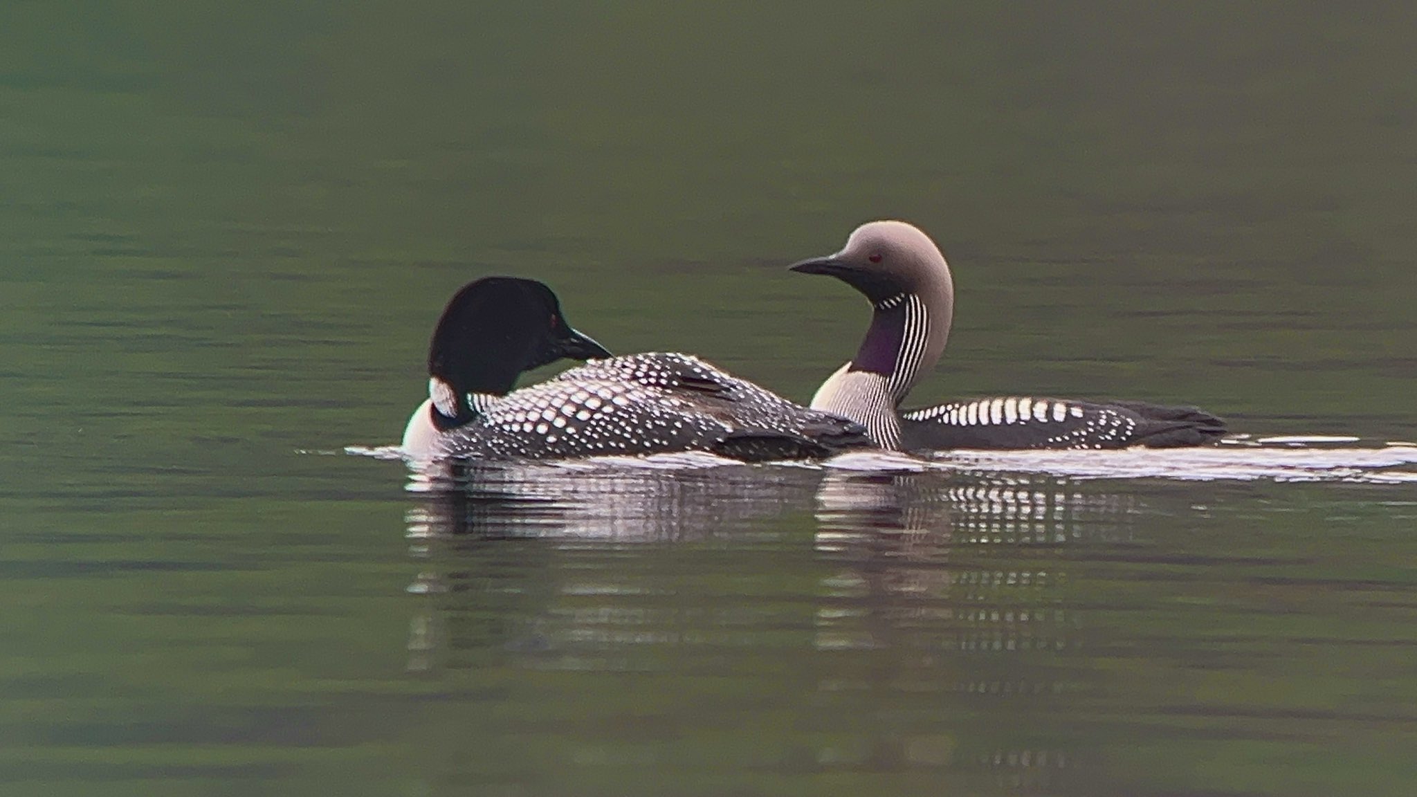 Mixed-species diver pair successfully breeds in Scotland - BirdGuides