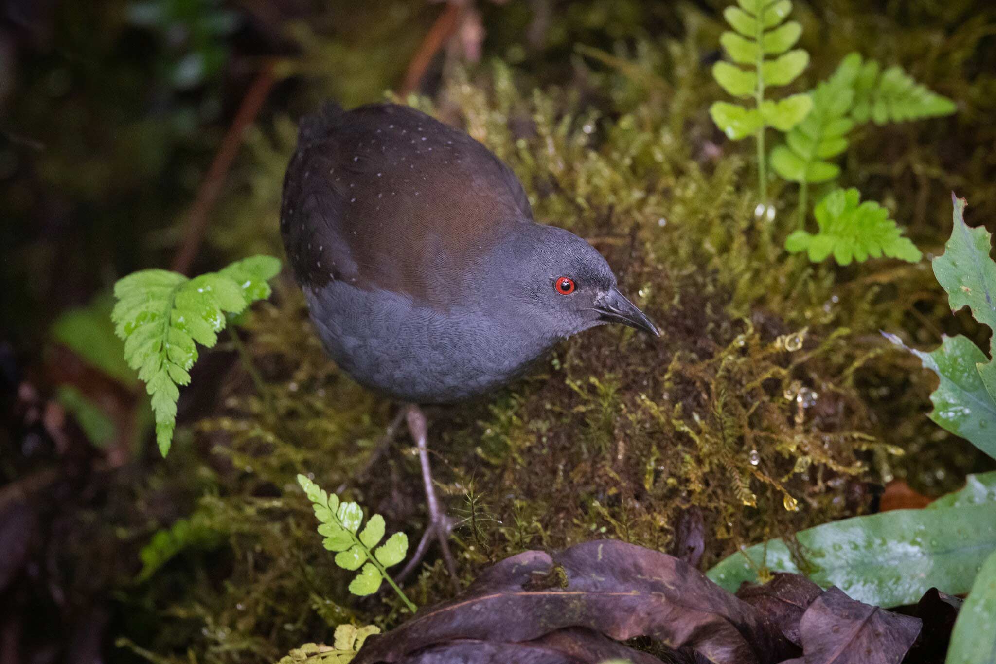 Galapagos Crake recorded on Floreana for first time in 190 years ...