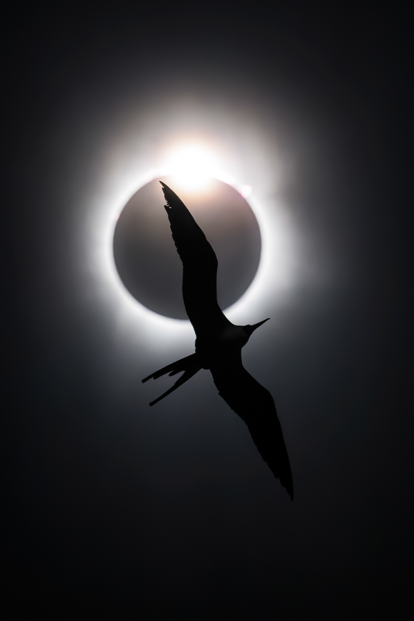 Solar-eclipse frigatebird wins Bird Photographer of the Year 2025 ...