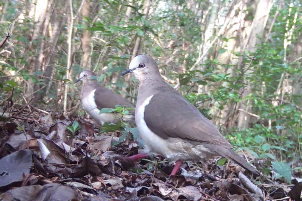University research aims to save Critically Endangered dove - BirdGuides