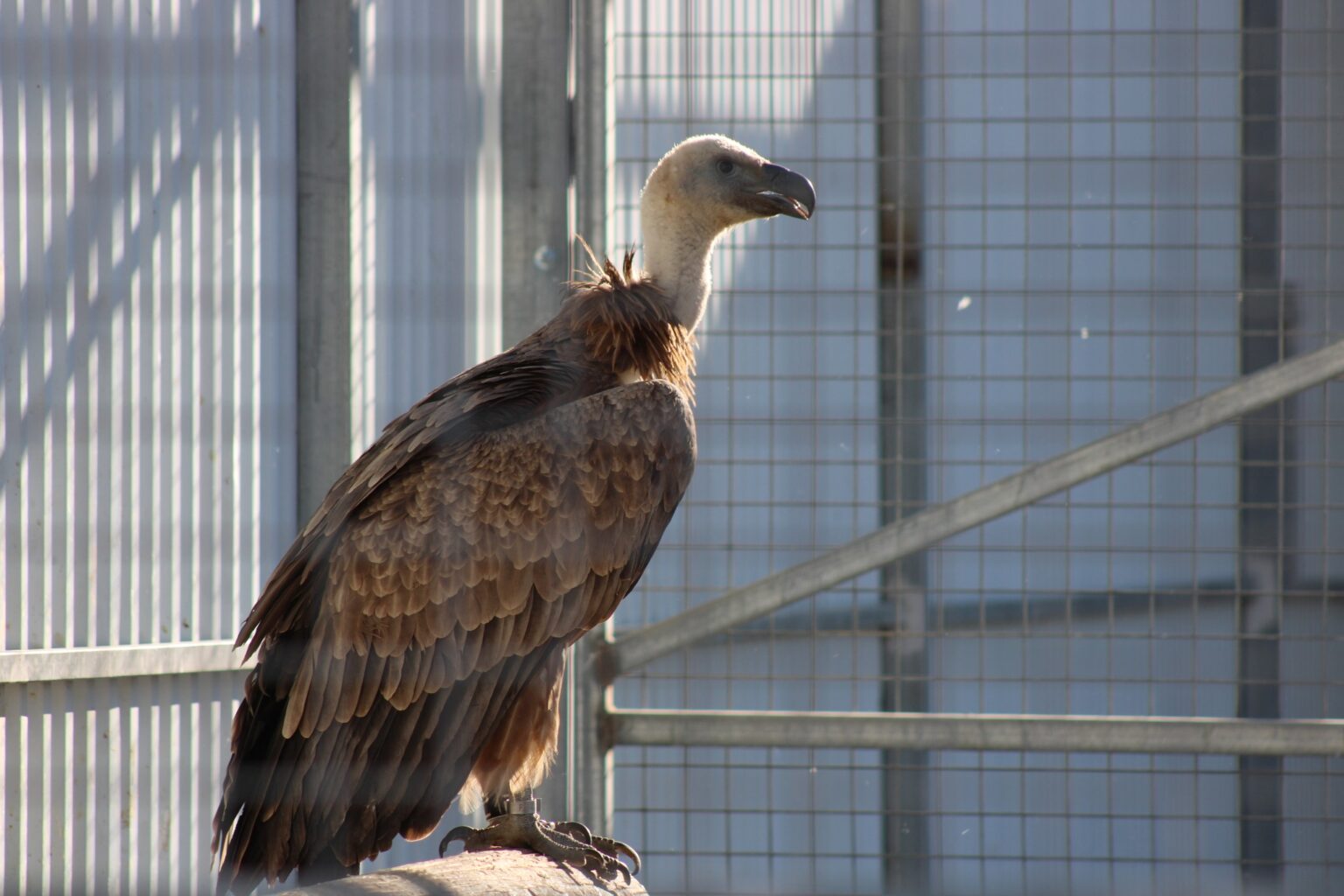 Spanish Griffon Vultures released in Cyprus - BirdGuides