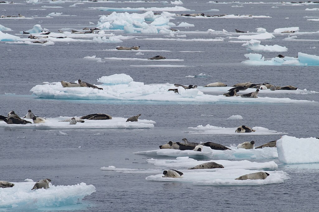 Vanishing sea-ice driving Arctic seals to extinction, major assessment ...